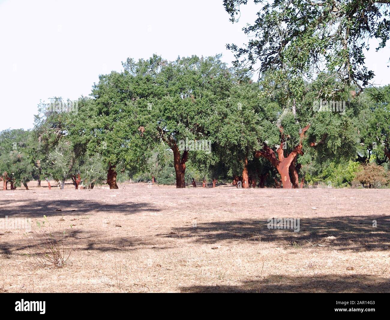Beautiful cork oak tree in a forest of cork oaks in the Alentejo region ...