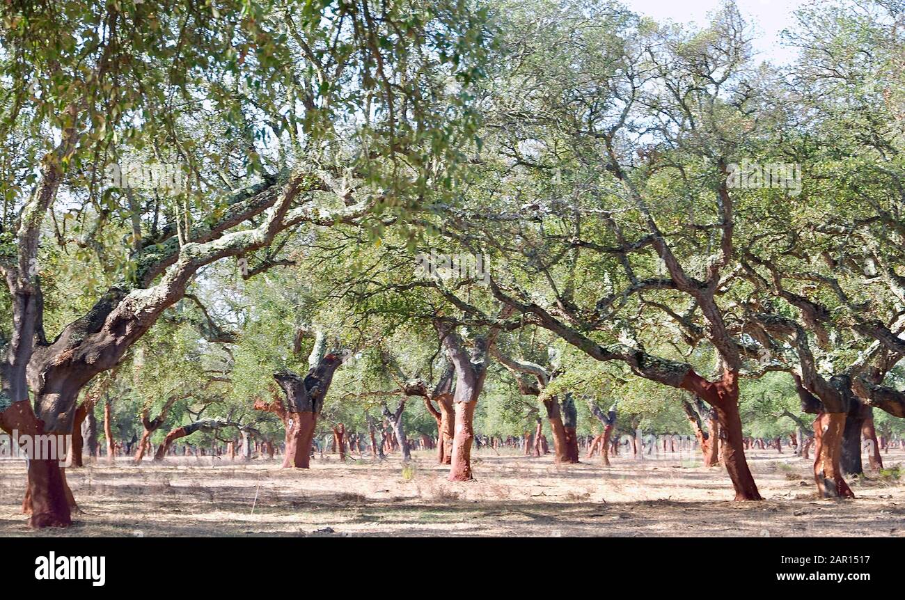Beautiful cork oak tree in a forest of cork oaks in the Alentejo region ...