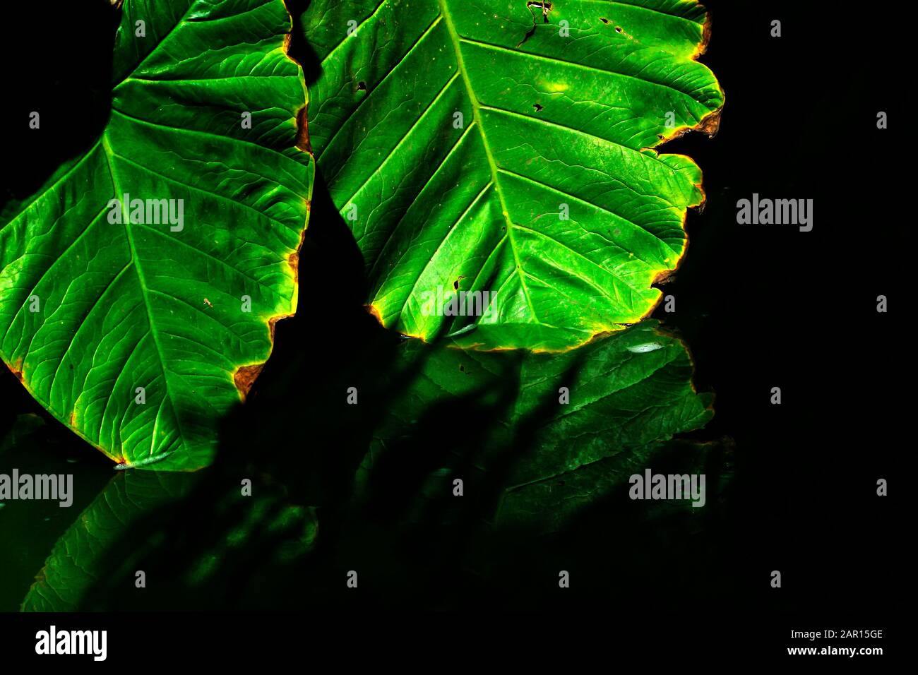 Outdoor stages hi-res stock photography and images - Alamy