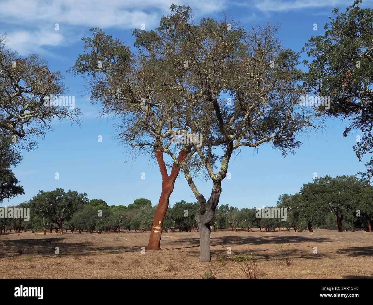 Beautiful cork oak tree in a forest of cork oaks in the Alentejo region ...