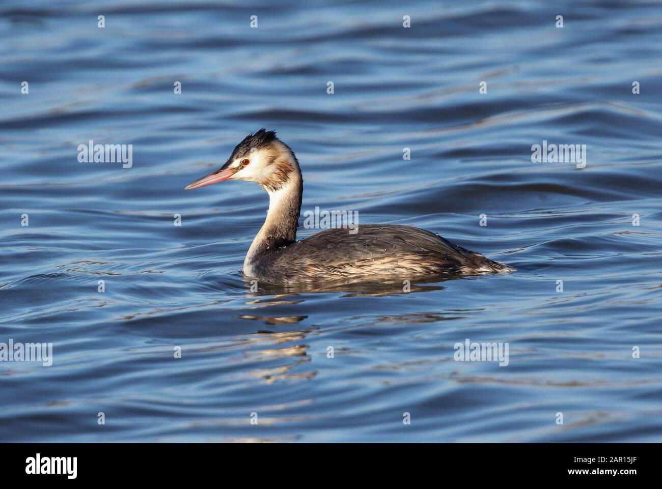 Great Crested Grebe (Podiceps cristatus Stock Photo - Alamy