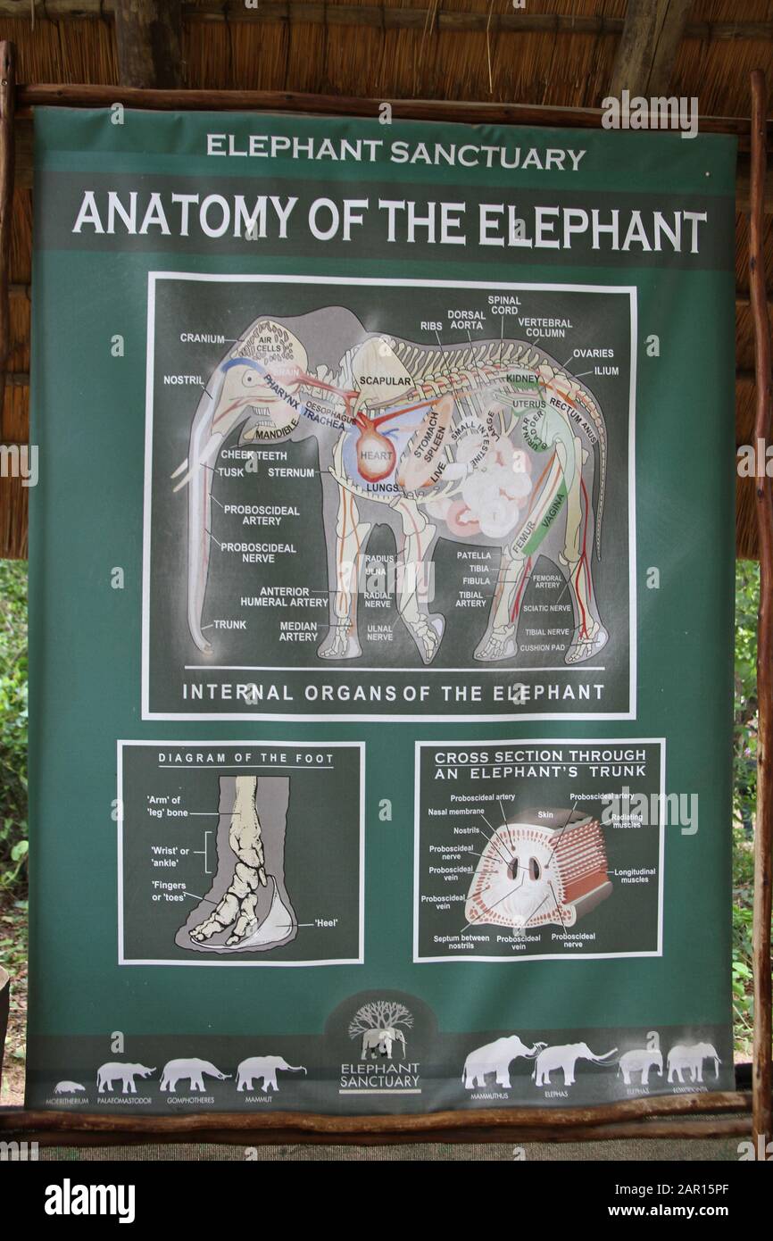 Elephant anatomy poster hanging from roof in Elephant Sanctuary ...