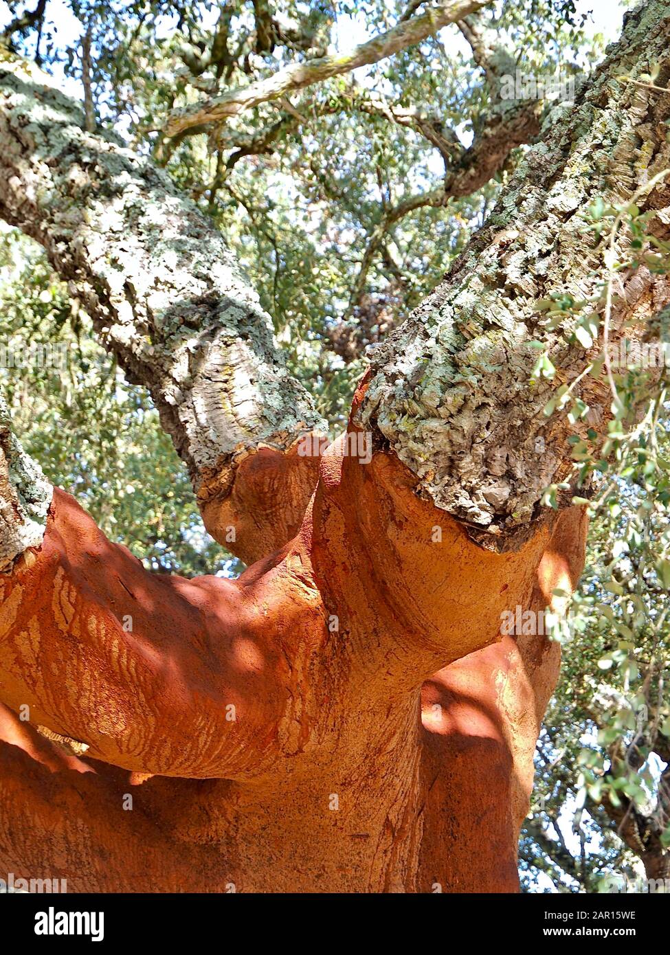 Beautiful cork oak tree in a forest of cork oaks in the Alentejo region ...