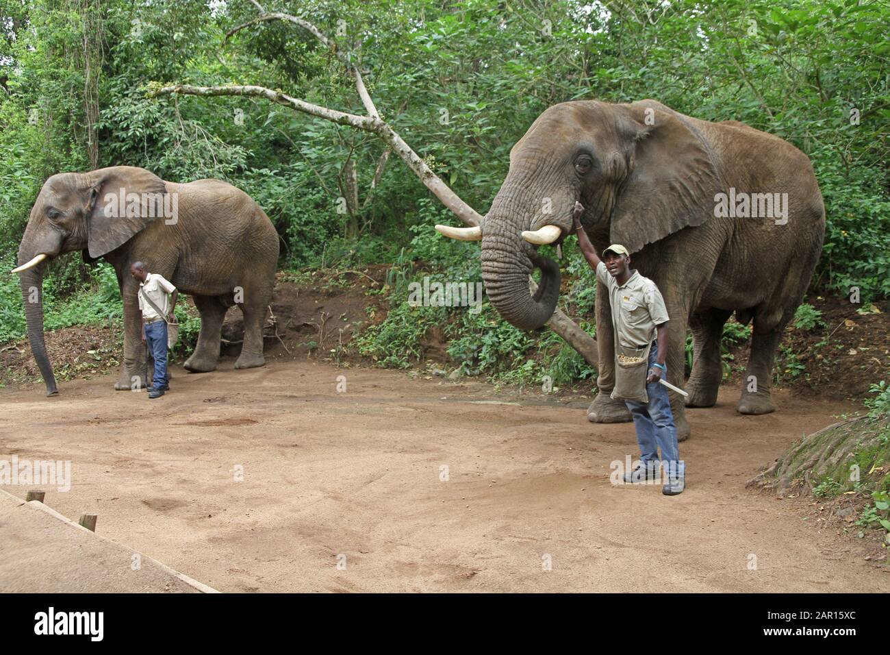 Elephant handlers lecturing in Elephant Sanctuary, Hazyview, Mpumalanga ...