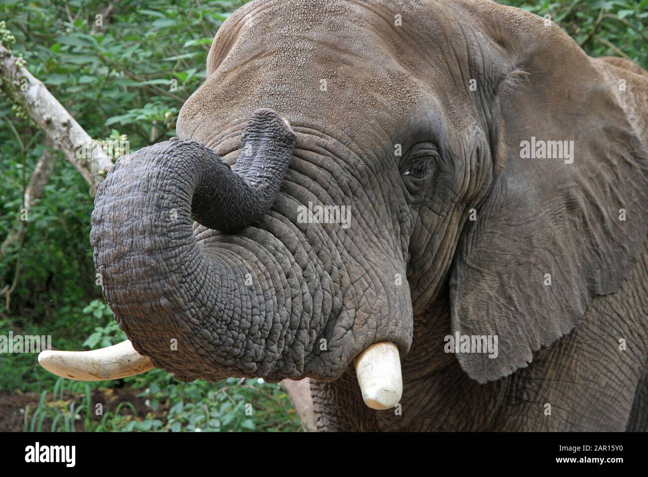 Head of Elephant in Elephant Sanctuary, Hazyview, Mpumalanga, South ...