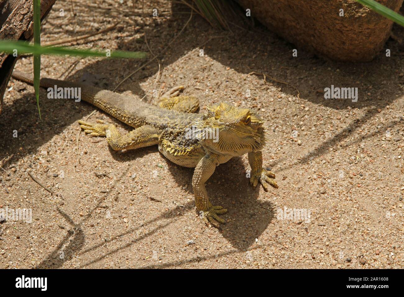 African coloured lizard hi-res stock photography and images - Alamy