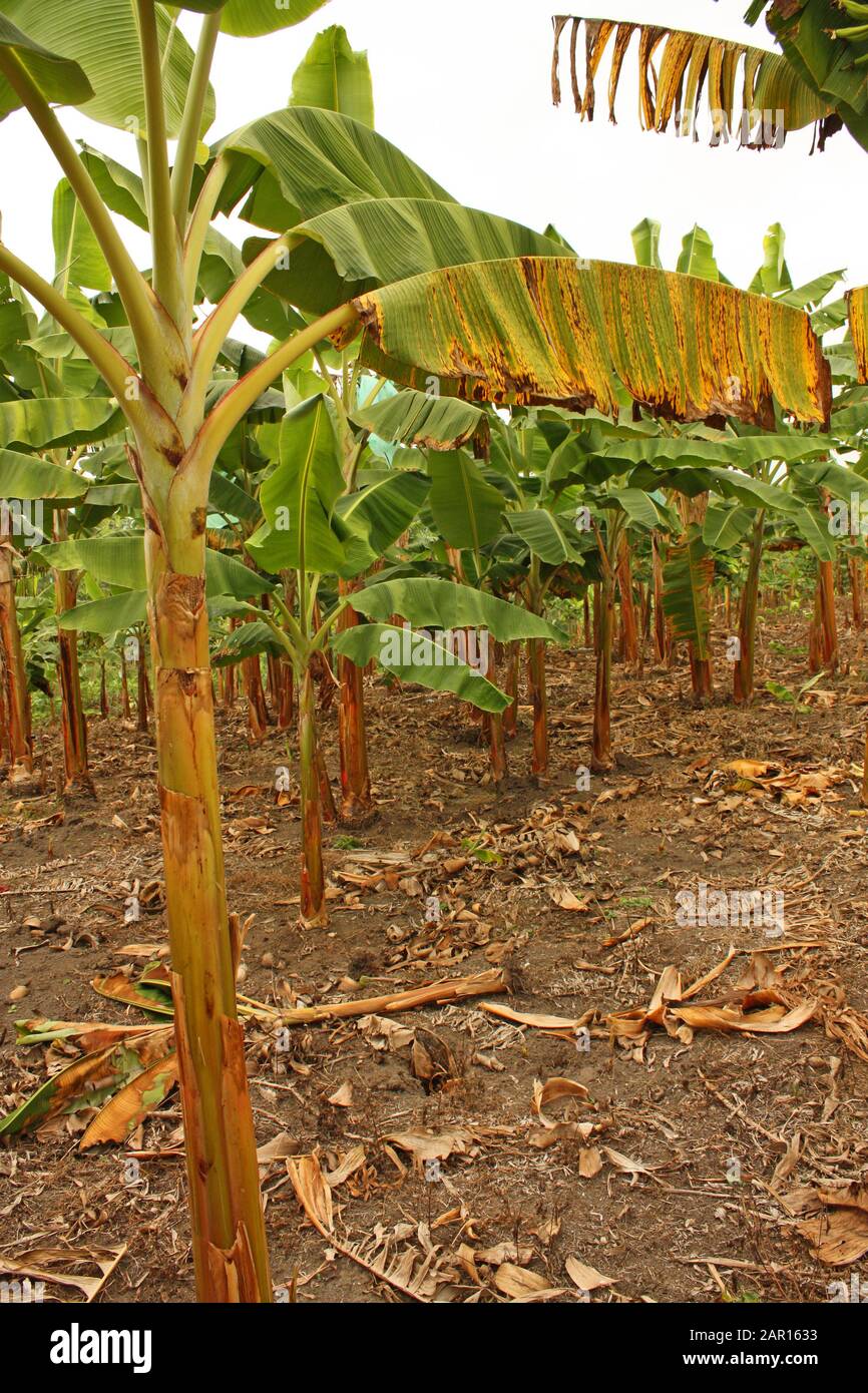 Banana plantation in the province of Magdalena, Colombia. Symbol of the ...