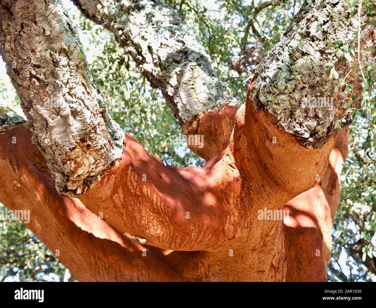 Beautiful cork oak tree in a forest of cork oaks in the Alentejo region ...