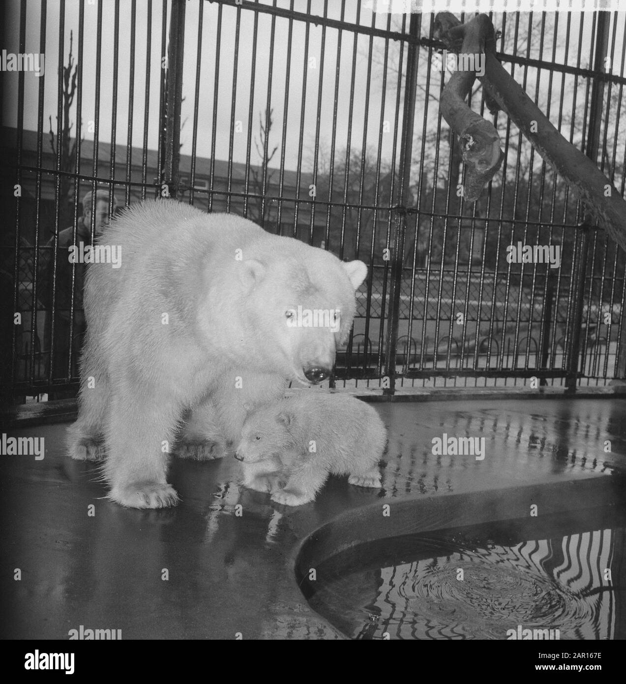 On December 9th born polar bear in Artis for the first time outside ...