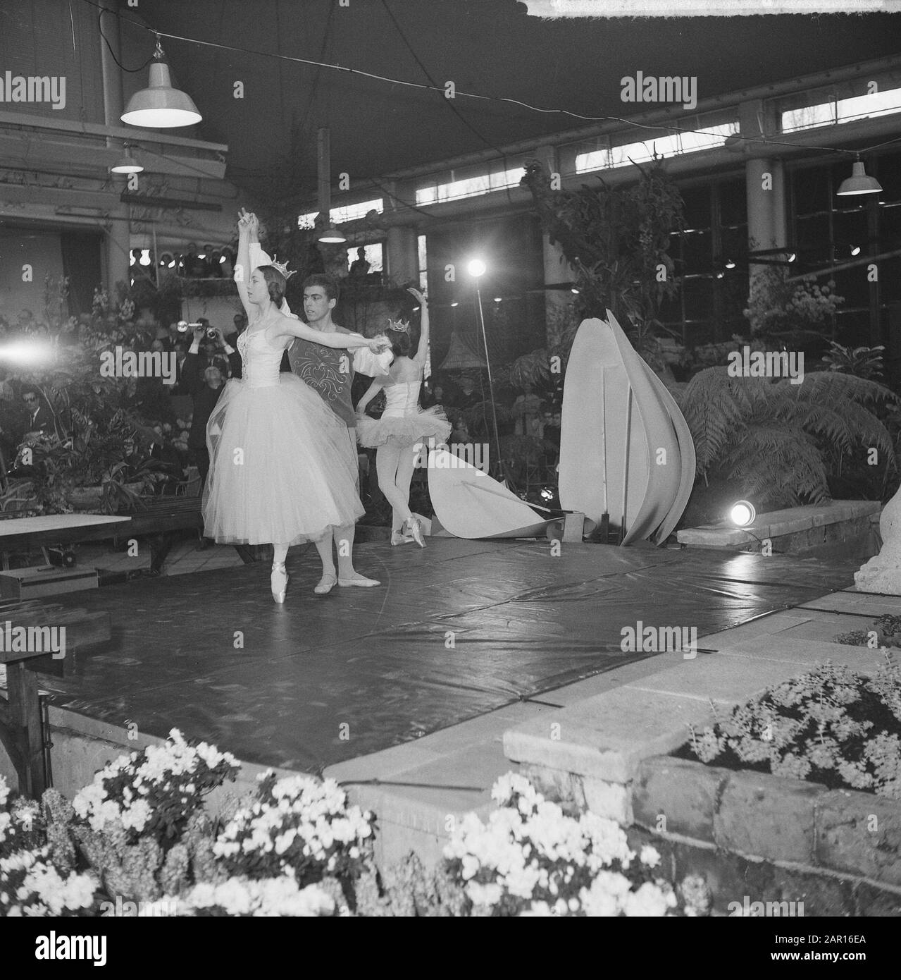 Floribunda 1965 hi-res stock photography and images - Alamy