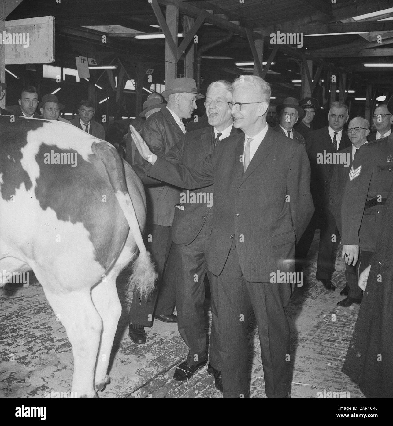 Schilthuis easter cattle exhibition opened hi-res stock photography and ...