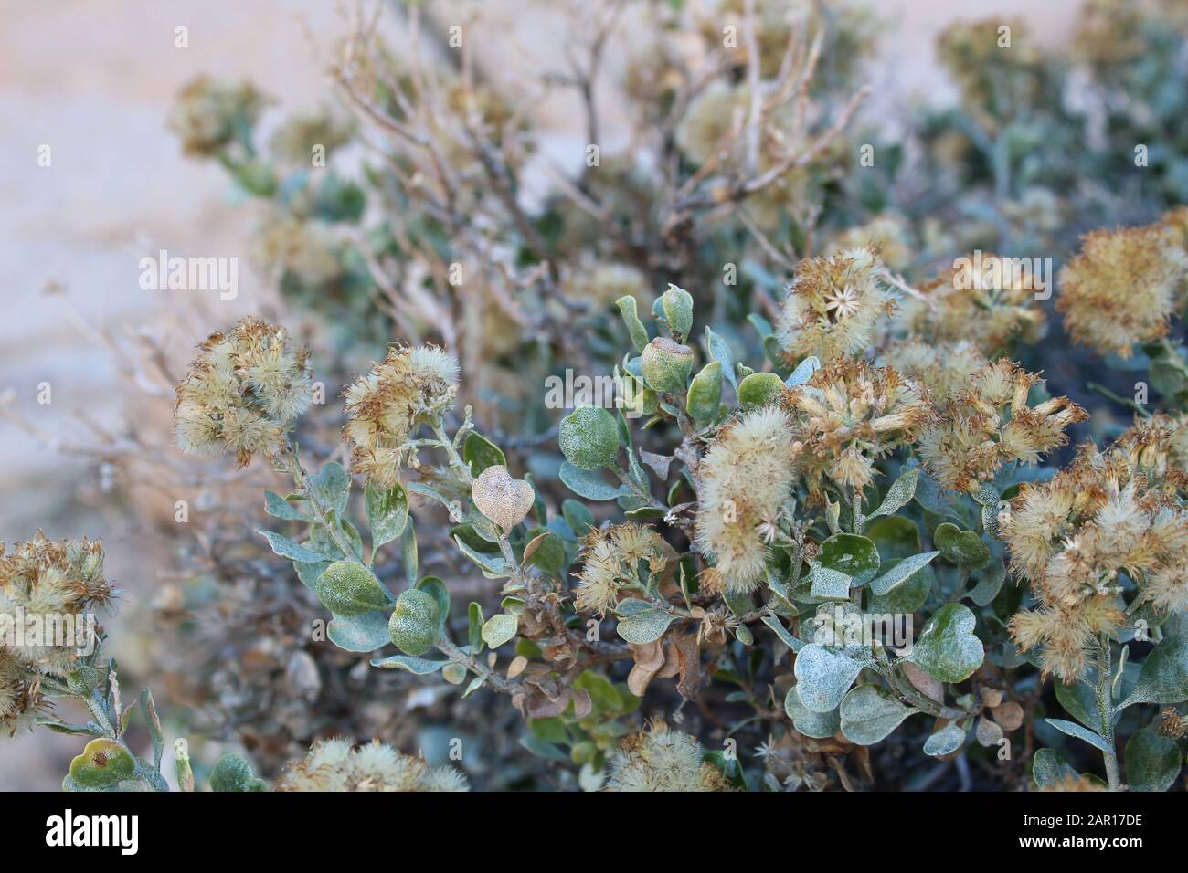 Growing on rocky slopes inhospitable to many plant species near Indian ...