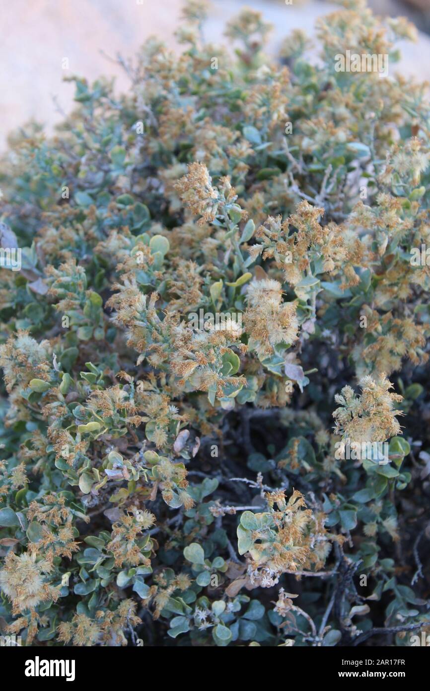 Plants growing on cliff hi-res stock photography and images - Alamy