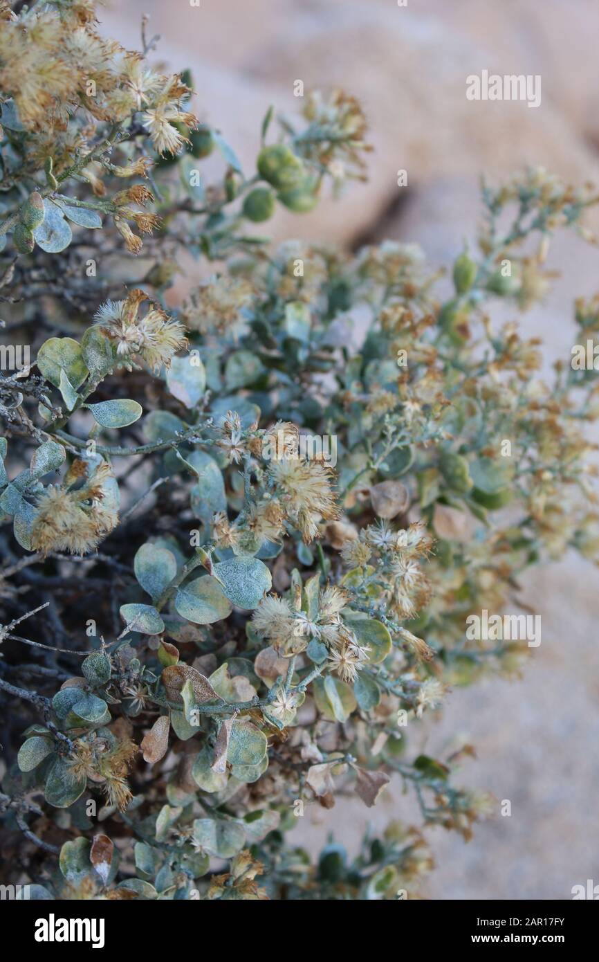 Plants growing on cliff hi-res stock photography and images - Alamy