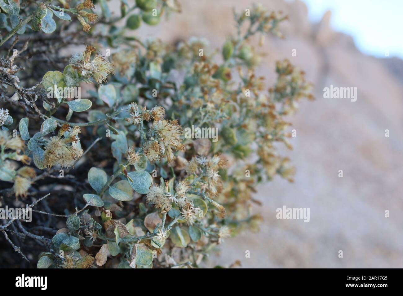 Growing on rocky slopes inhospitable to many plant species near Indian ...