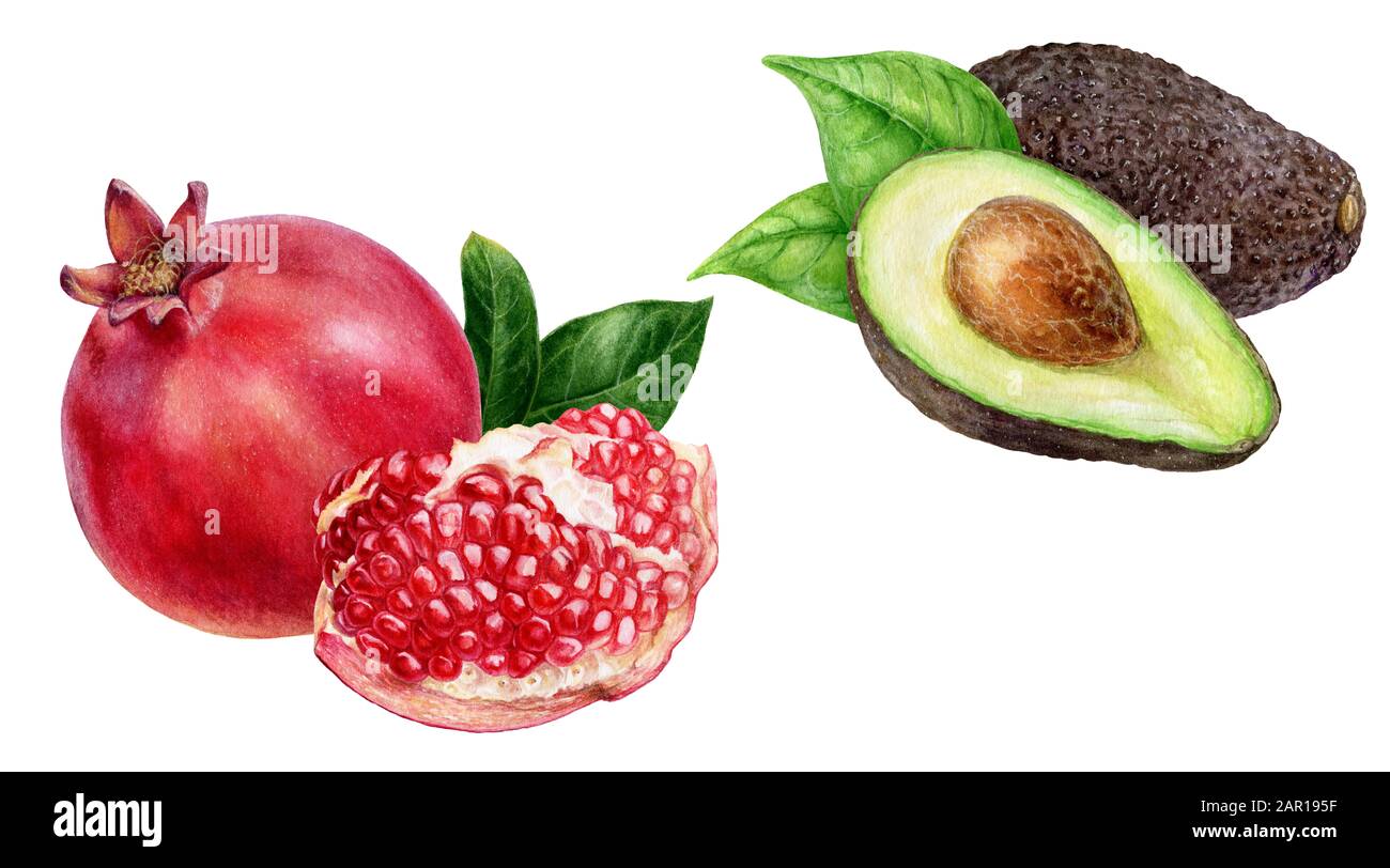 Avocado pomegranate watercolor isolated on white background Stock Photo ...