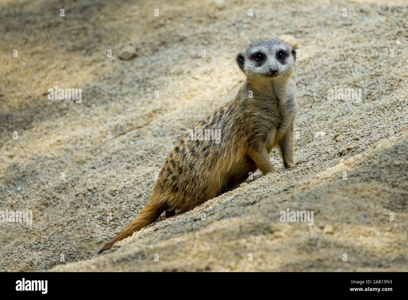 Suricata suricatta running hi-res stock photography and images - Alamy