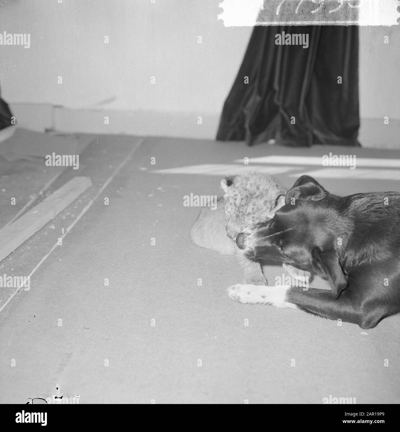 Lion dog dogs Black and White Stock Photos & Images - Alamy