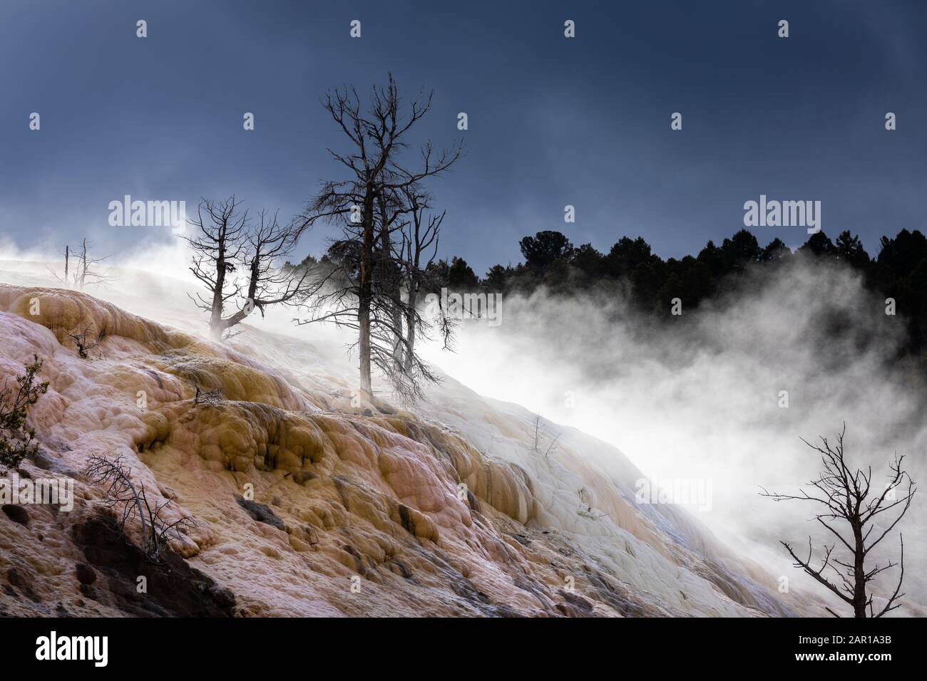 Dying tree from heat hi-res stock photography and images - Alamy