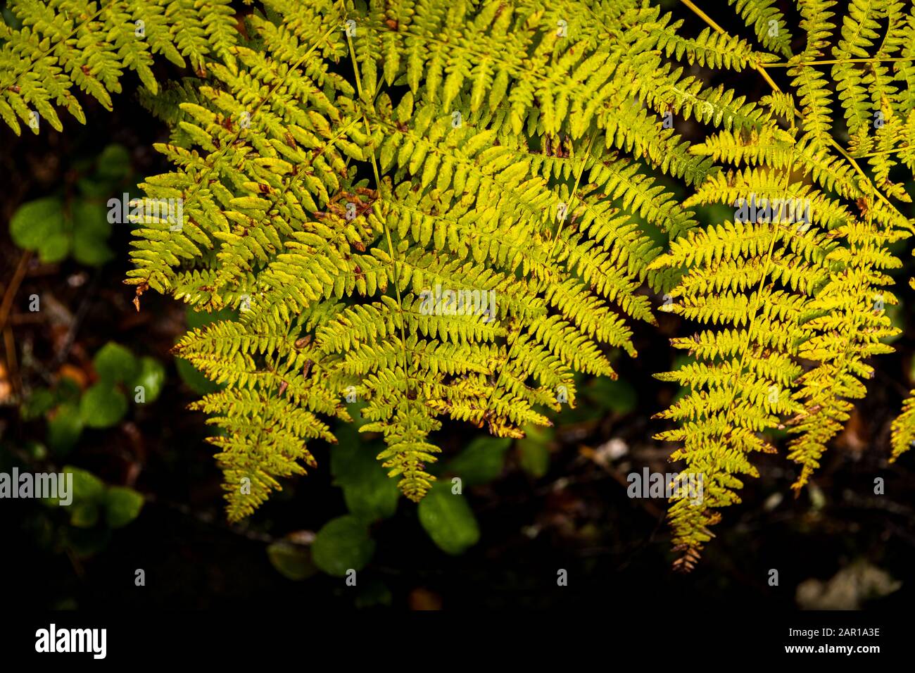 Changing color from green to yellow of fern leaves in tropical ...