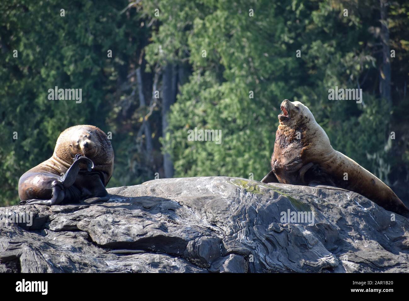 Sea lions boat rock hi-res stock photography and images - Alamy