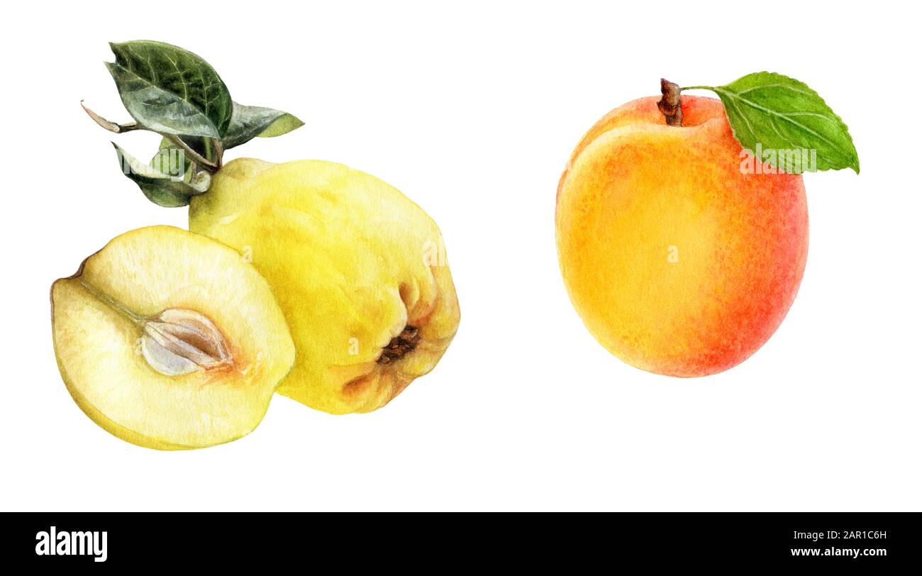 Peach hand drawn Cut Out Stock Images & Pictures - Alamy