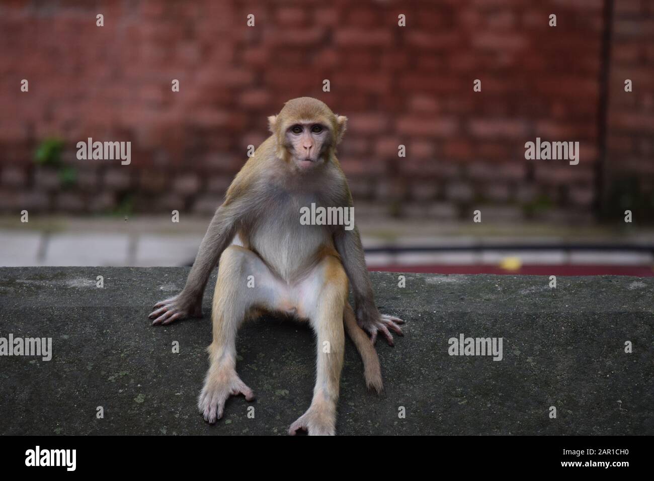 Monkey Posing for photo Stock Photo - Alamy