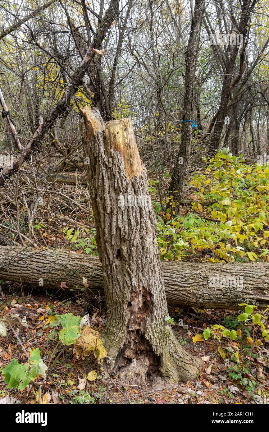 Rotting stump hi-res stock photography and images - Alamy