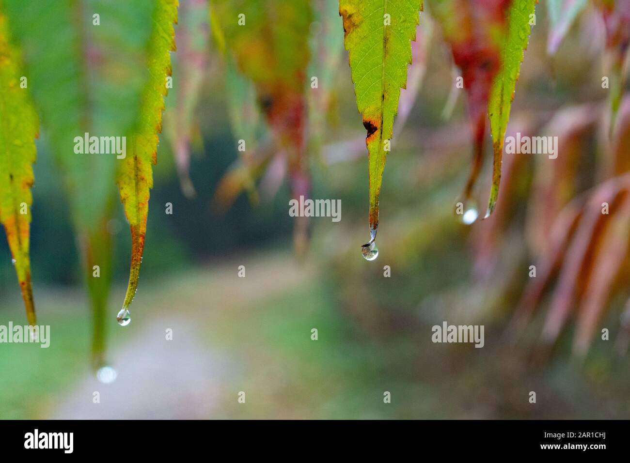 After rain drip hi-res stock photography and images - Alamy