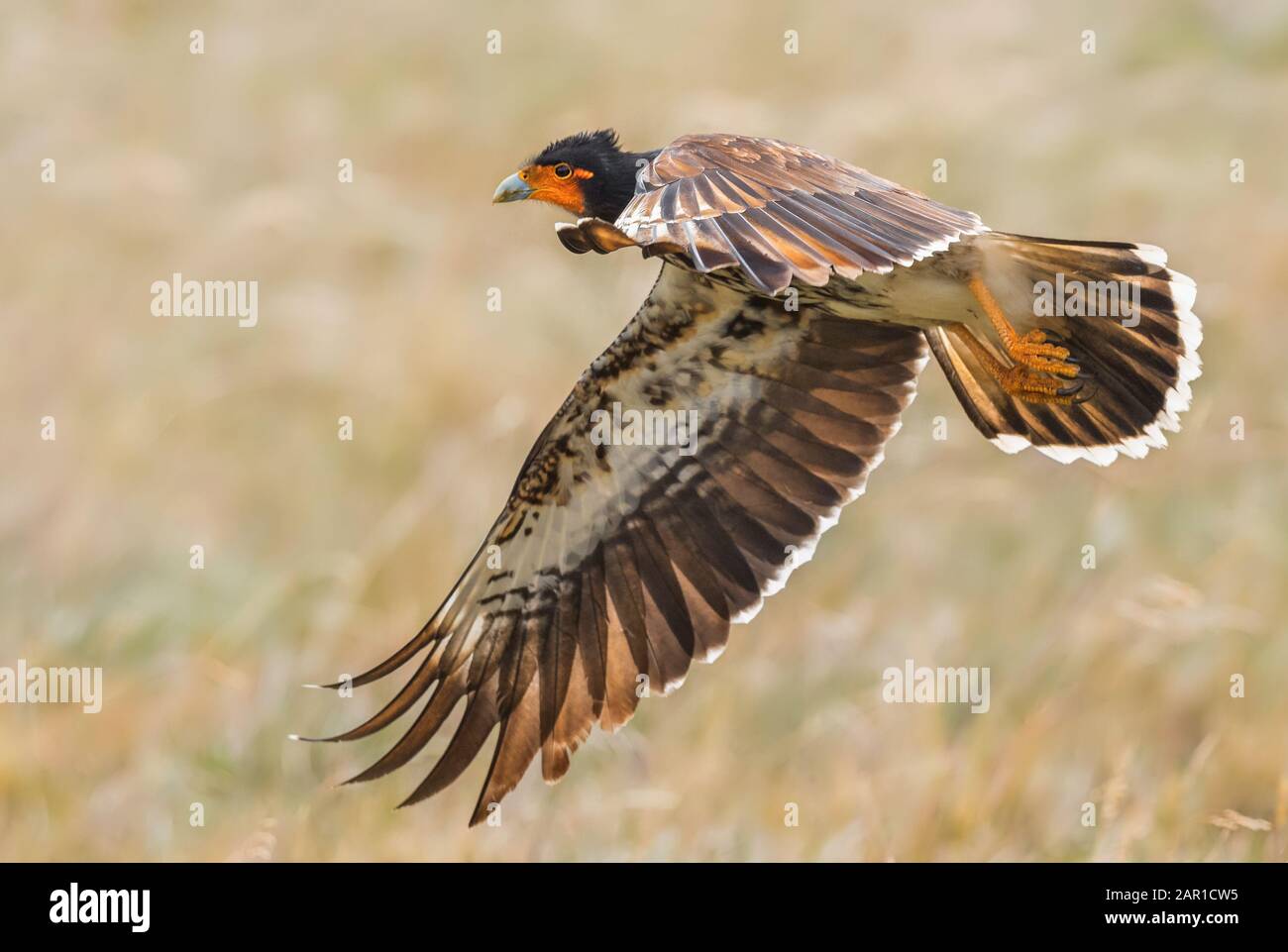 Carunculated Caracara - Phalcoboenus carunculatus, beautiful iconic ...