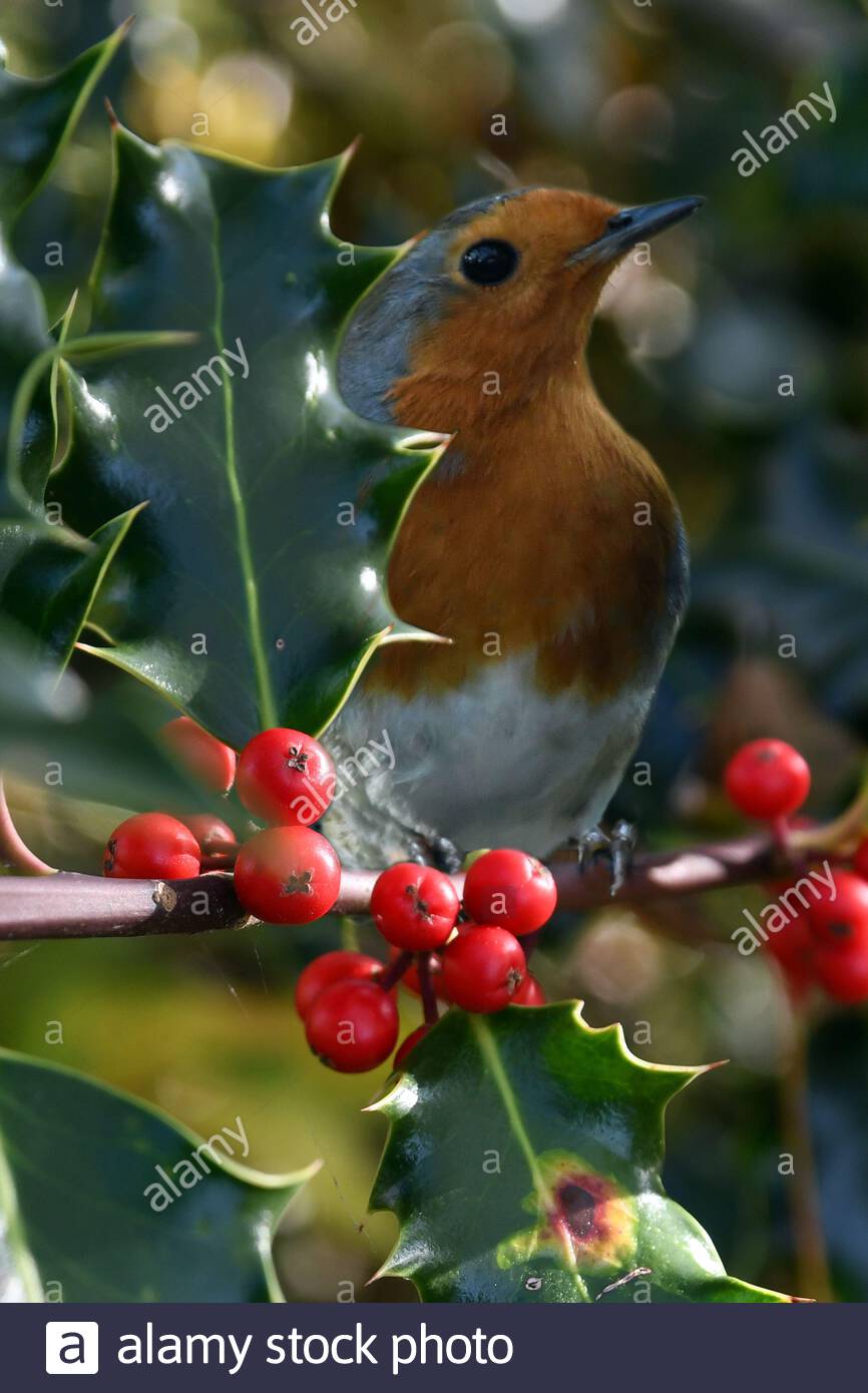 Robin On Holly Stock Photos & Robin On Holly Stock Images - Alamy
