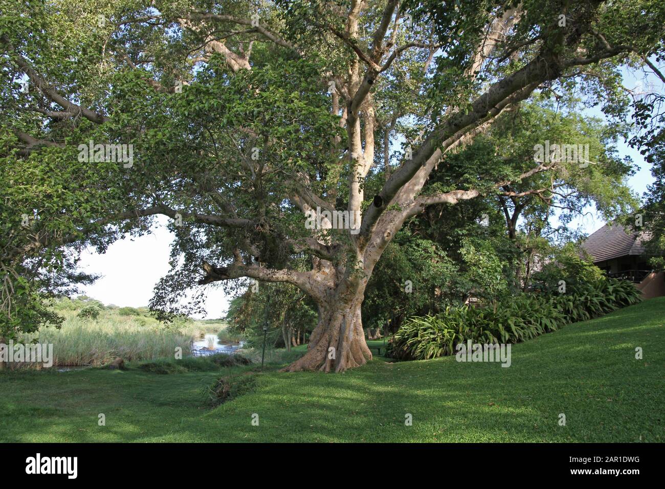 Sycomore fig tree on lawn at Sanbonani Resort, Hotel & Spa, Hazyview ...