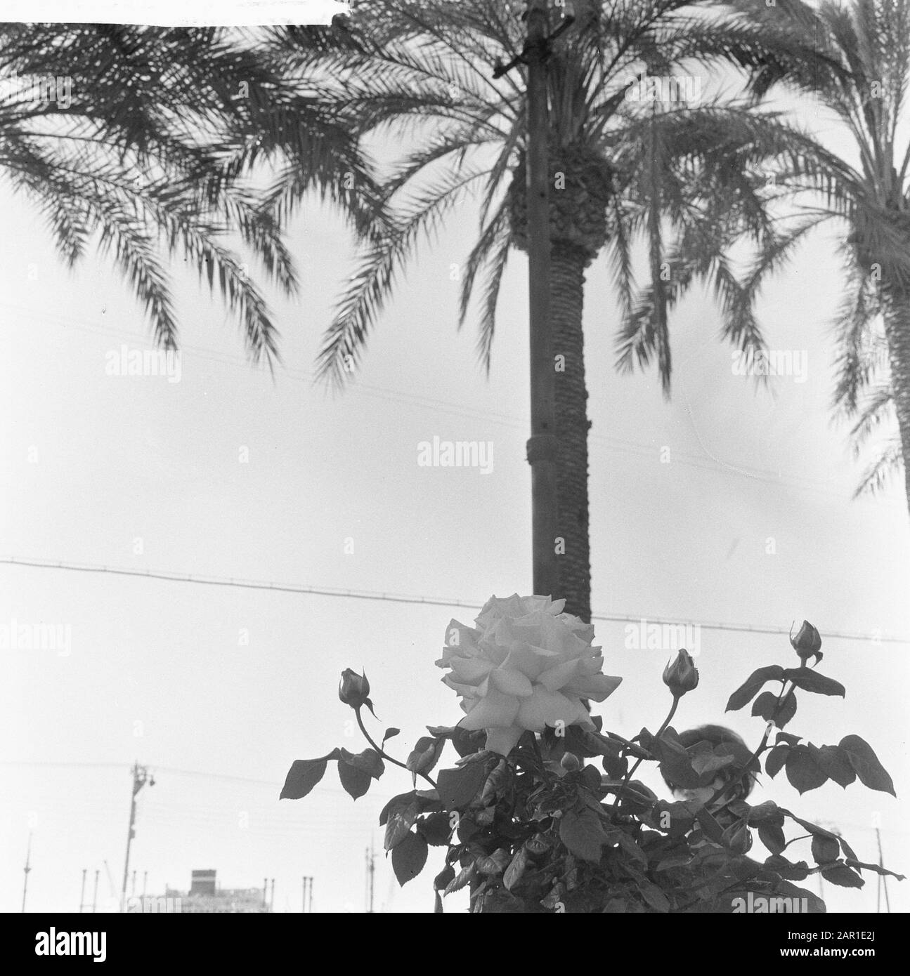 Large rose under palm tree hi-res stock photography and images - Alamy