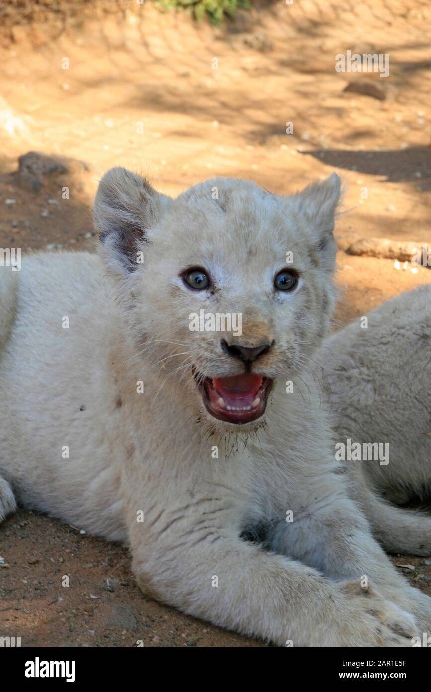 White lion cub in Lion & Safari Park, Gauteng, South Africa Stock Photo ...