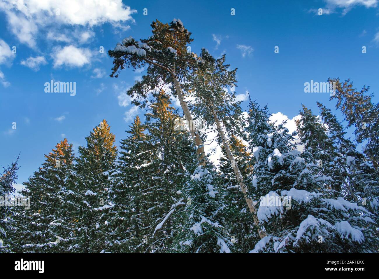 Frost crowns hi-res stock photography and images - Alamy