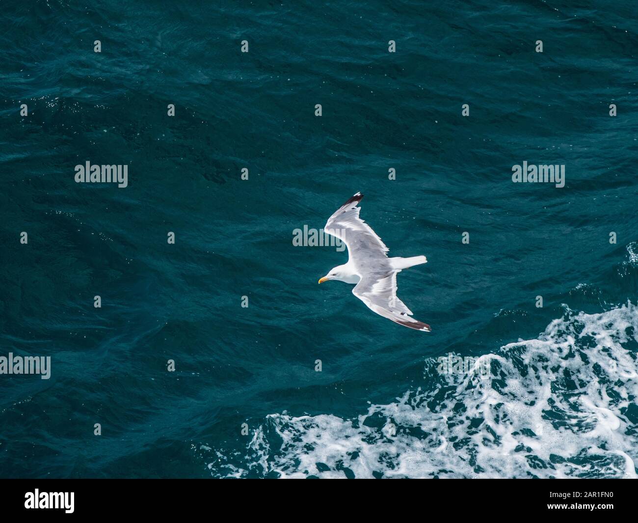 Seagull flying on blue clean water in the ocean. Top view aereal shot ...