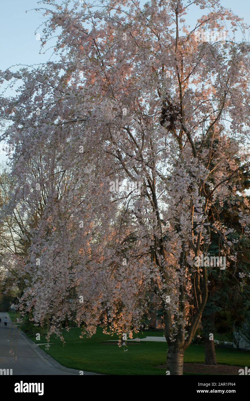 Flowering Weeping Cherry Tree Stock Photo - Alamy