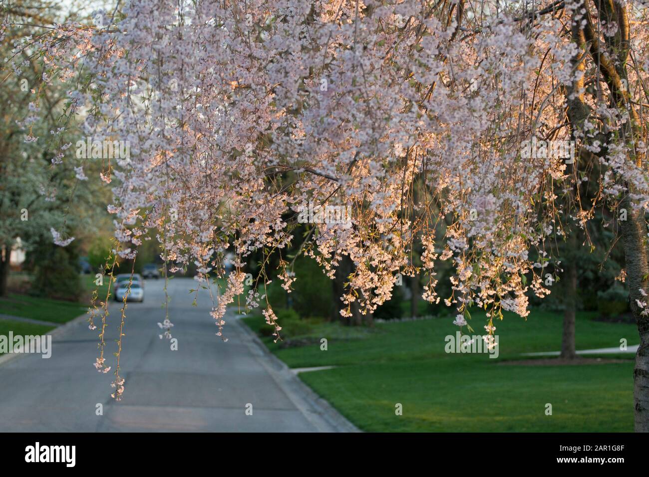 Flowering Weeping Cherry Tree Stock Photo - Alamy