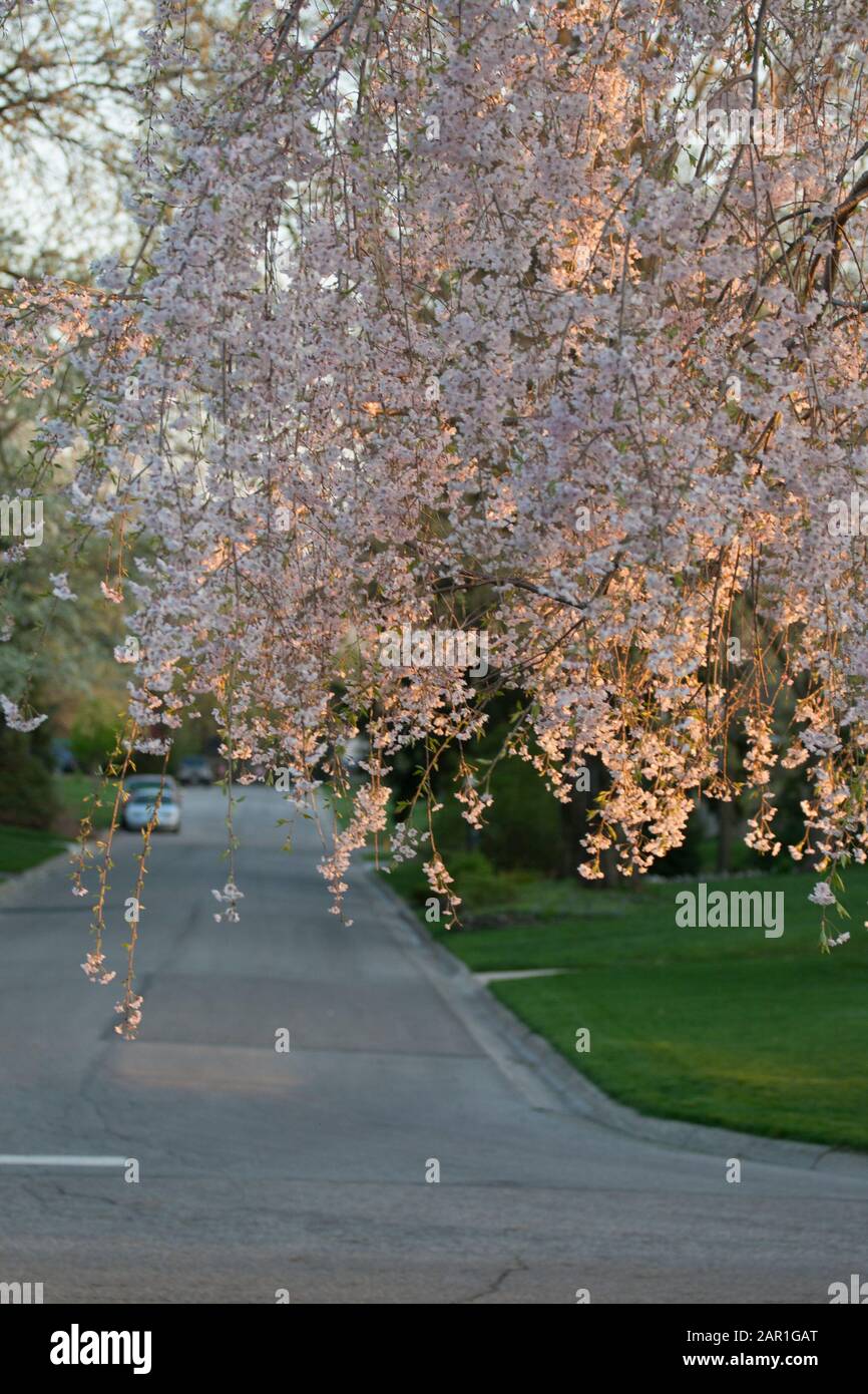 Flowering Weeping Cherry Tree Stock Photo - Alamy