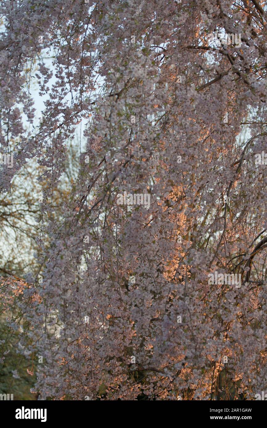 Flowering Weeping Cherry Tree Stock Photo - Alamy