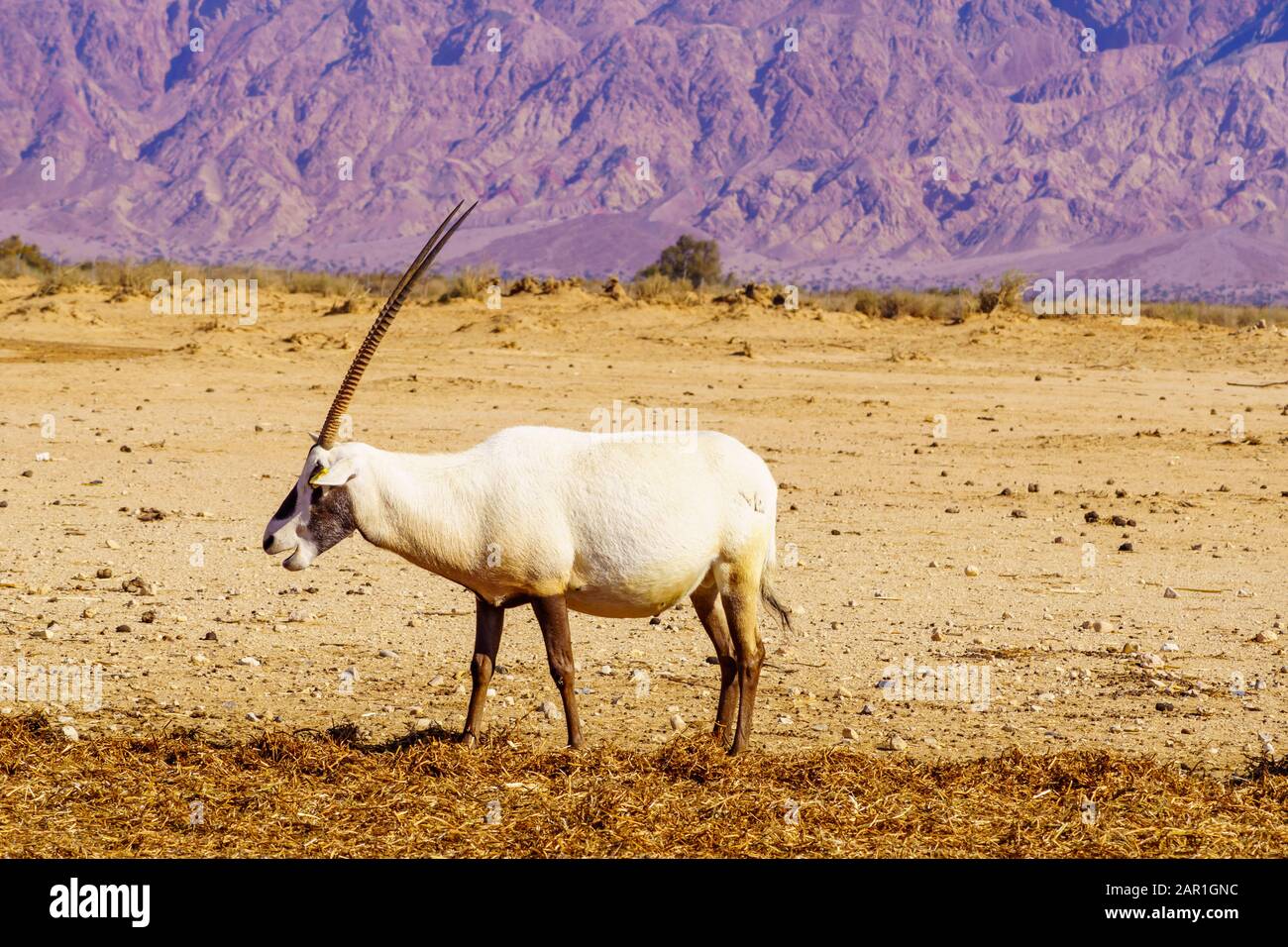 Arabian oryx, in the Yotvata Hai-Bar Nature Reserve, the Arava desert ...