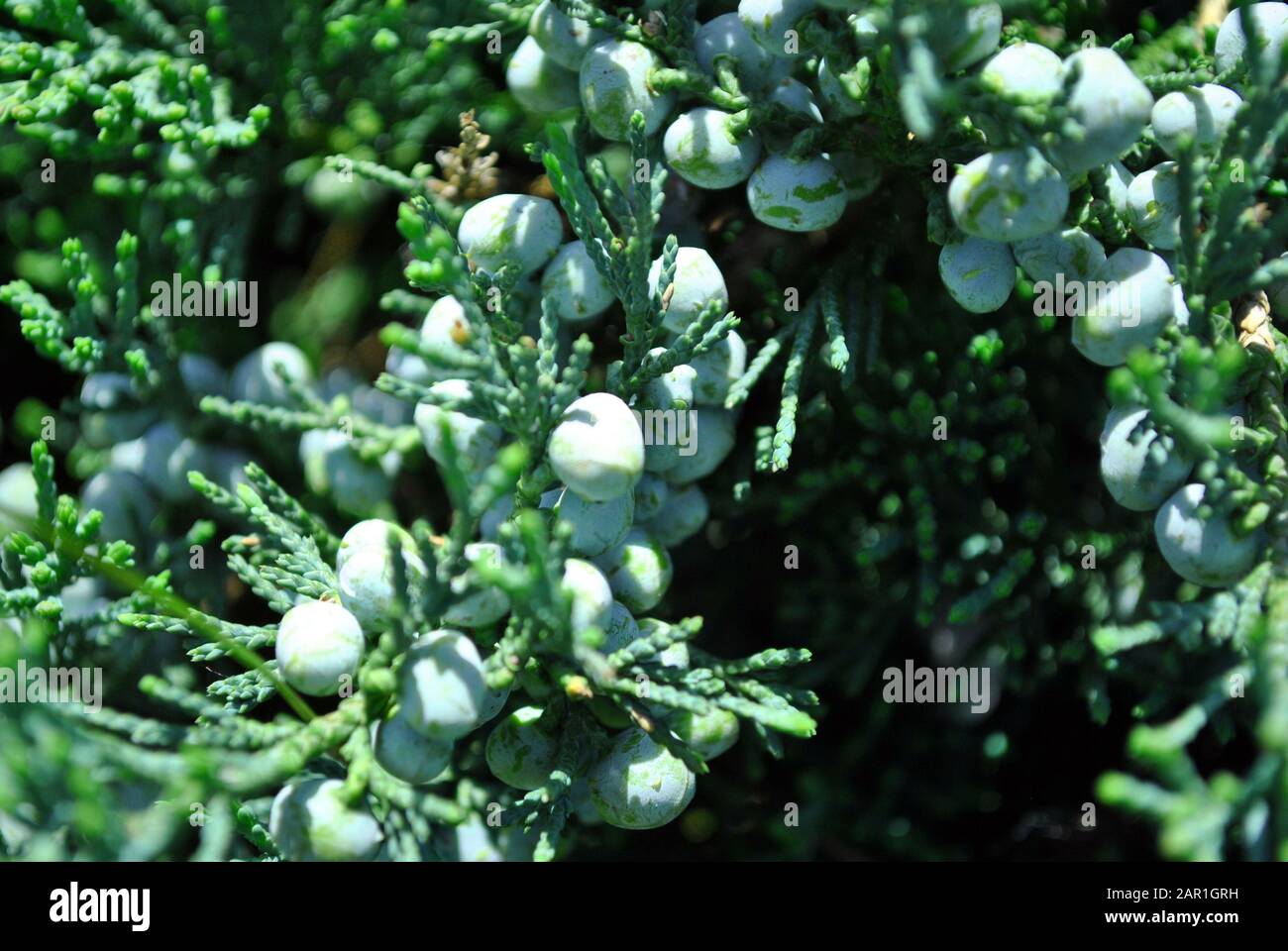 Emerald juniper plant hi-res stock photography and images - Alamy