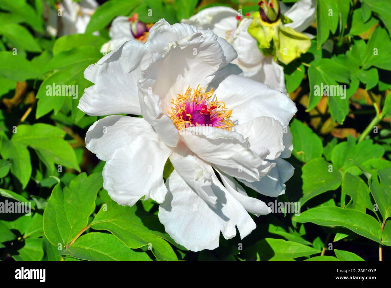 Snow white peony flower with pink pestle, close up detail, soft green ...
