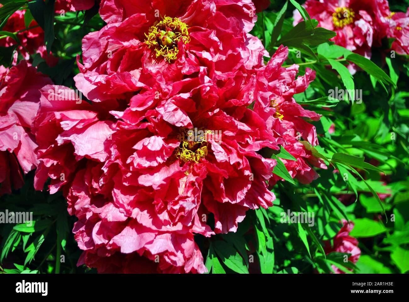 Pink Tree Peonies High Resolution Stock Photography and Images - Alamy