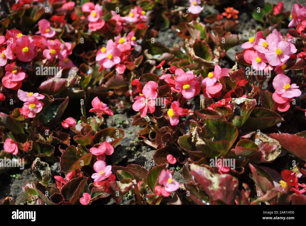 Many beautiful begonia semperflorens (Wax begonia, Begonia conchita ...