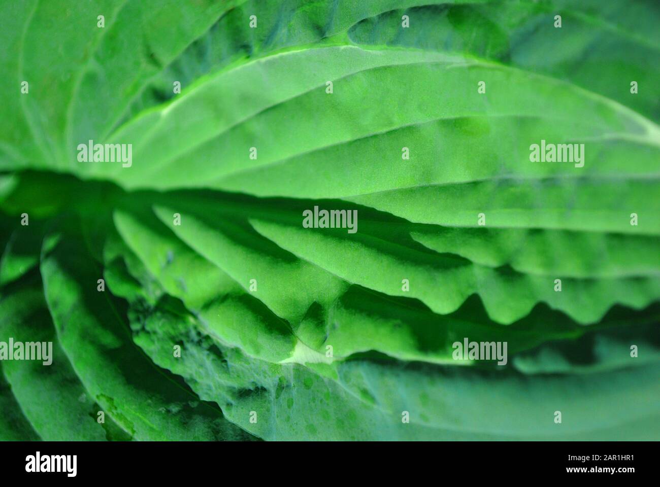 Beautiful green-turquoise leaves with striped texture, natural organic ...