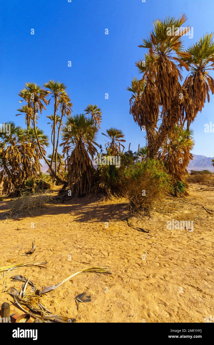 Doum palm hyphaene thebaica hi-res stock photography and images - Alamy