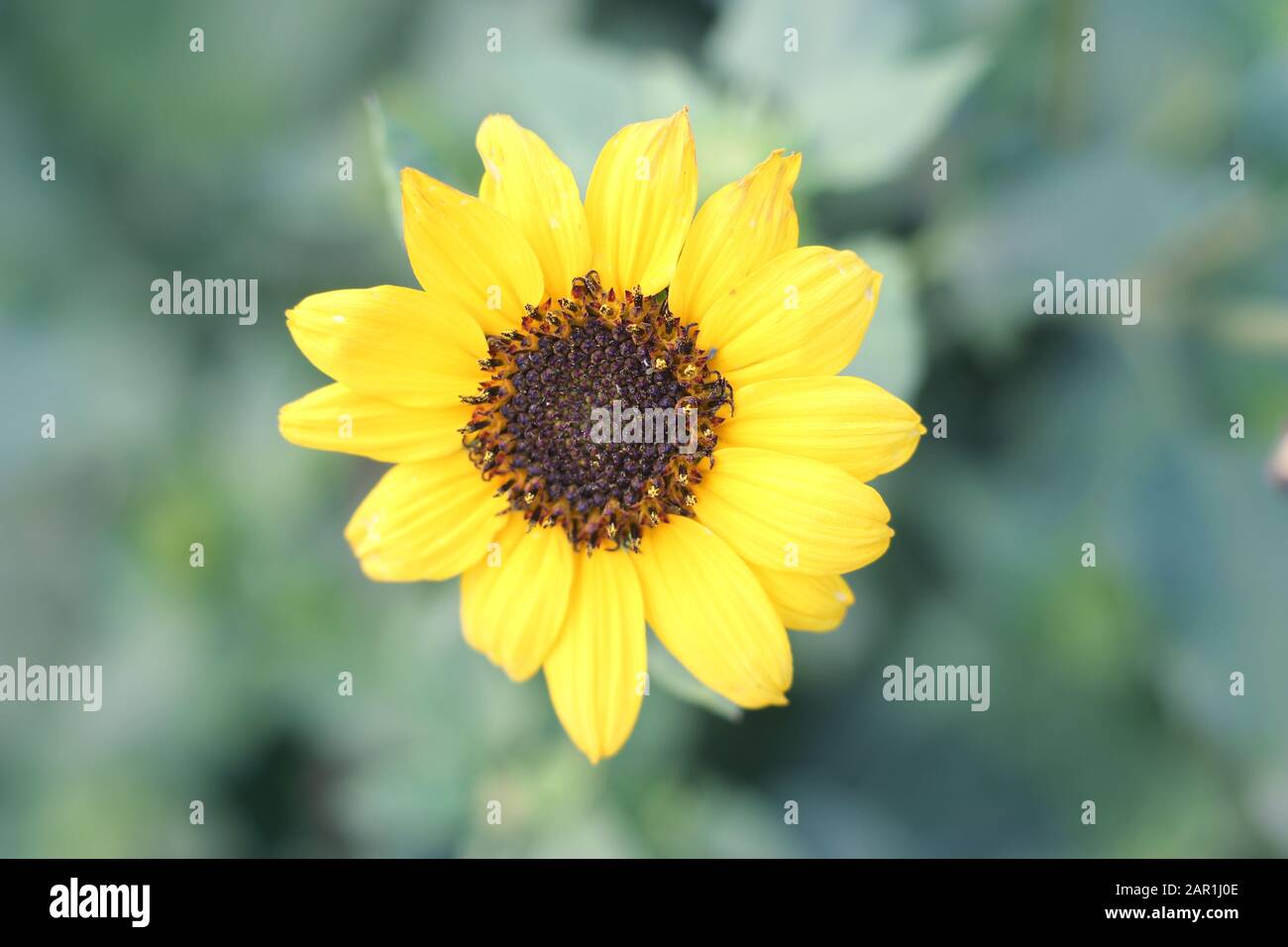 Sunflower natural background. Sunflower blooming. Sunflower field ...