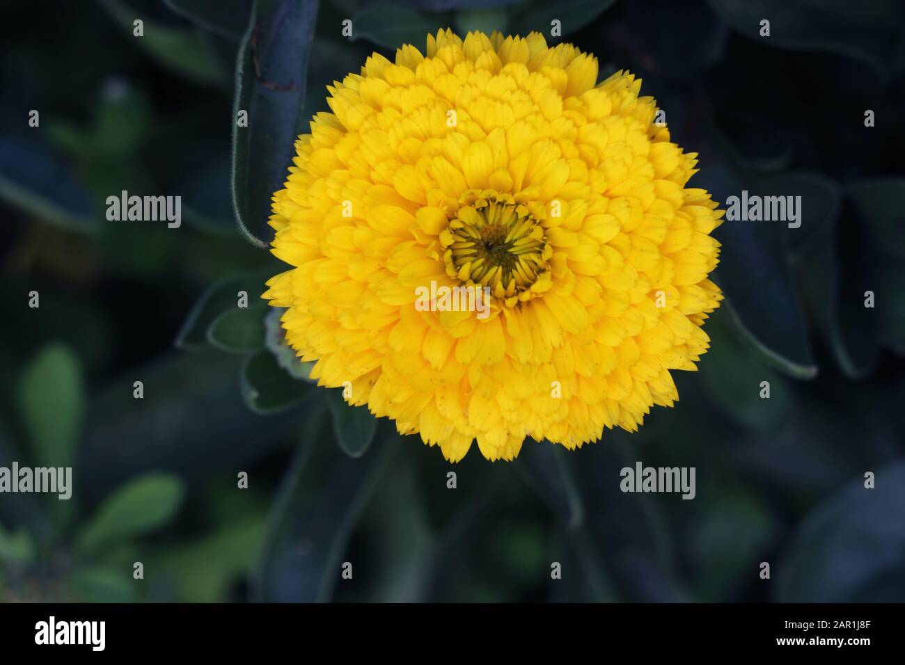 Pot Marigold, Calendula officinalis close up. English marigold Flower ...