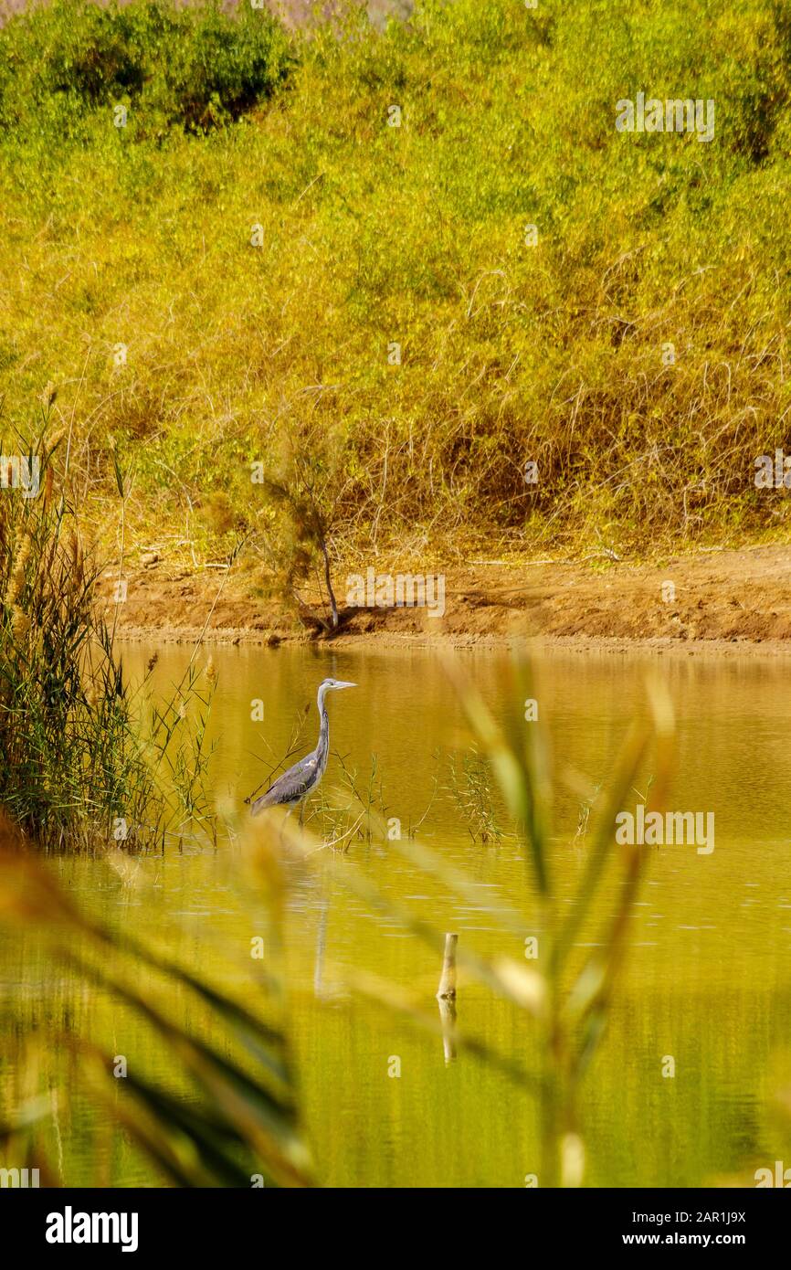 Ornithological fauna hi-res stock photography and images - Alamy